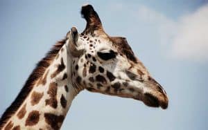 Giraffe Communication