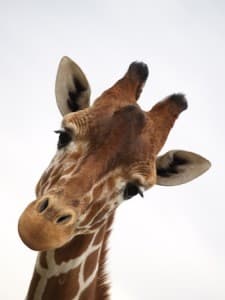 Facts about Giraffes