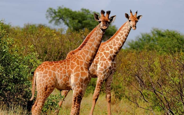 Giraffe Species
