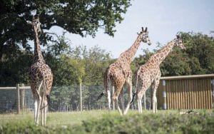 Giraffes in Captivity