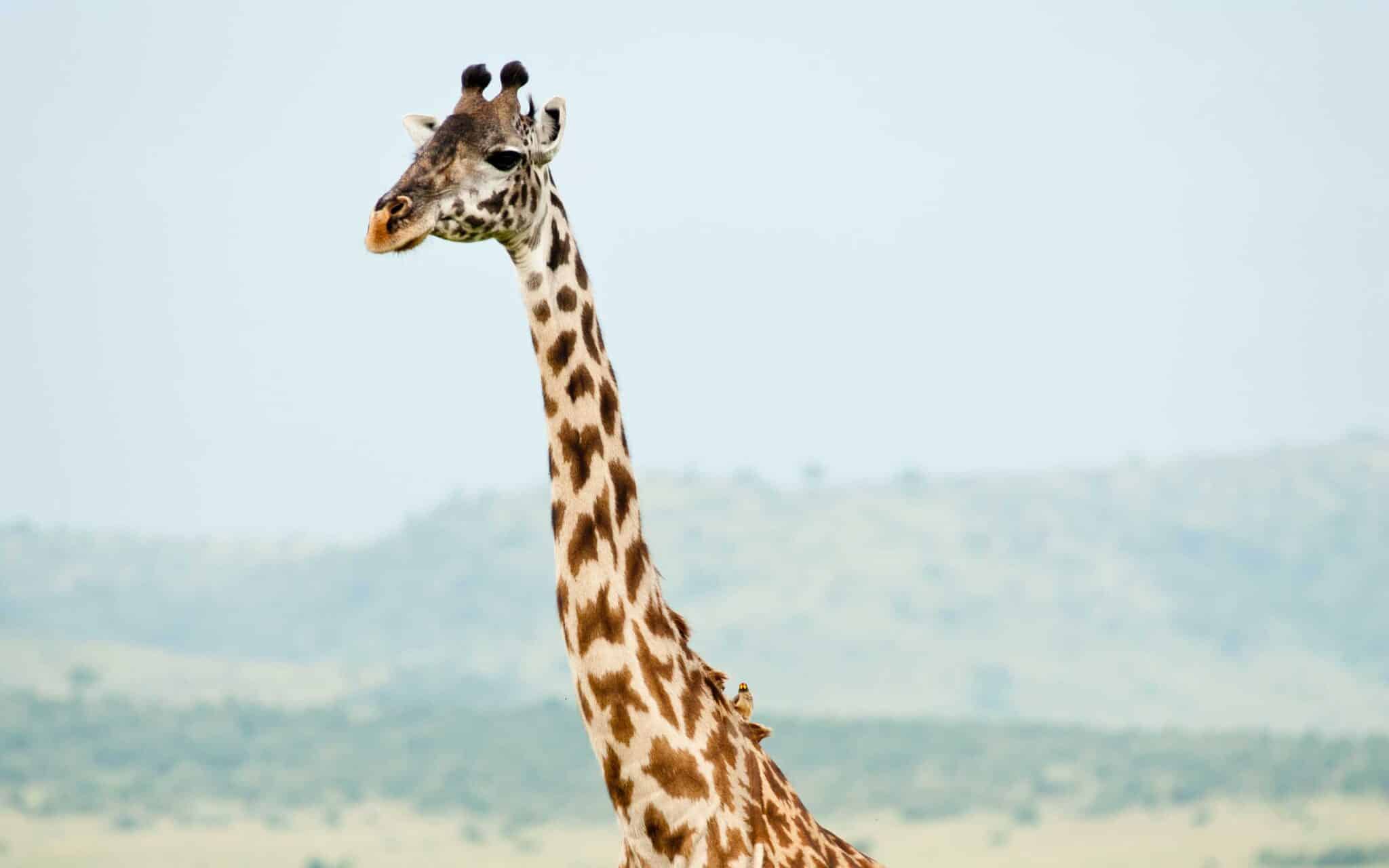 Giraffes and Humans